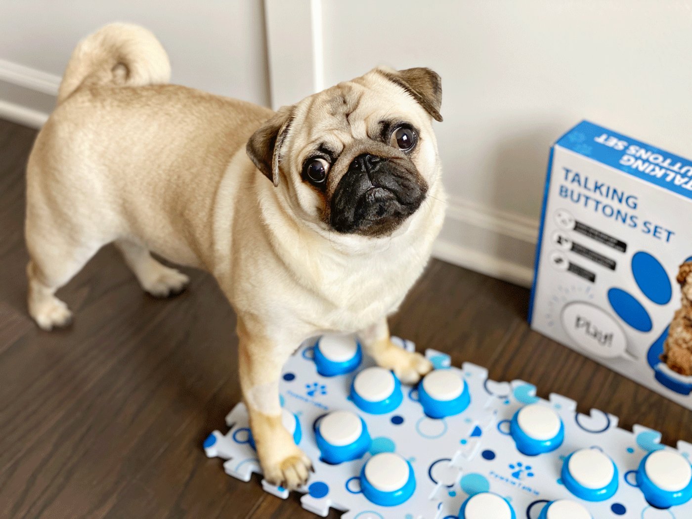 Dog & Cat Talking Buttons | Dog Speech Buttons | Cat Communication ...